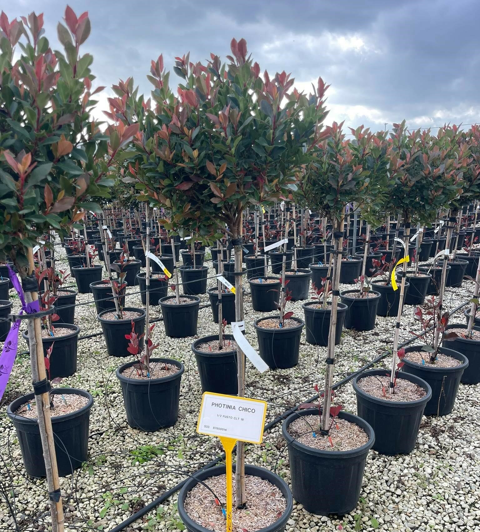 PHOTINIA FRASERI CHICO T1/2 K18 | Örökzöld Kertészet